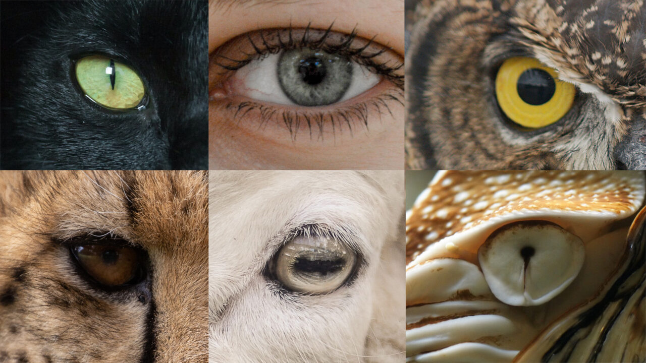 The Eye | Biblical Science Institute