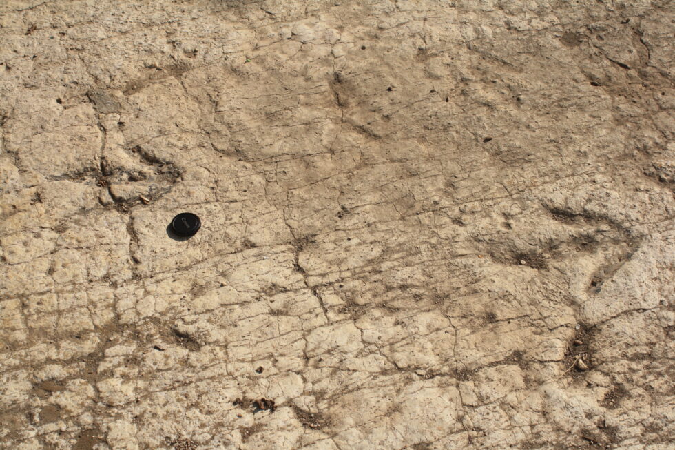 Overview of Geologic Evidence of the Flood | Biblical Science Institute