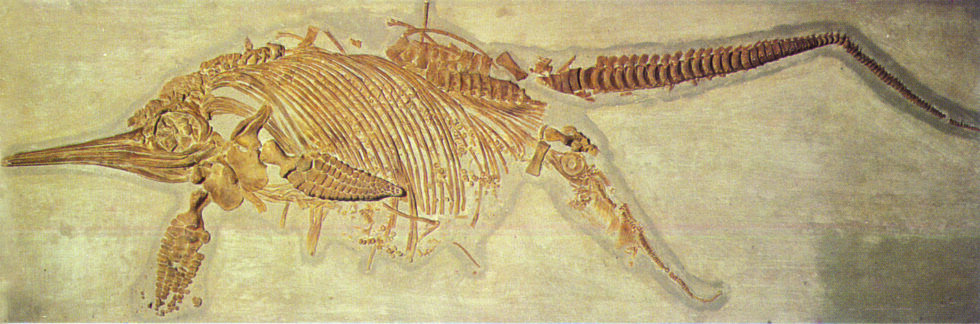 Overview of Geologic Evidence of the Flood | Biblical Science Institute